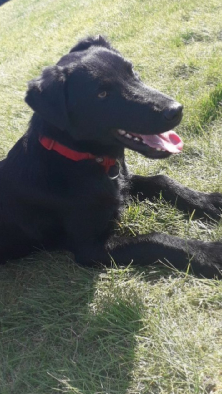 Labrador cross - Wellbred