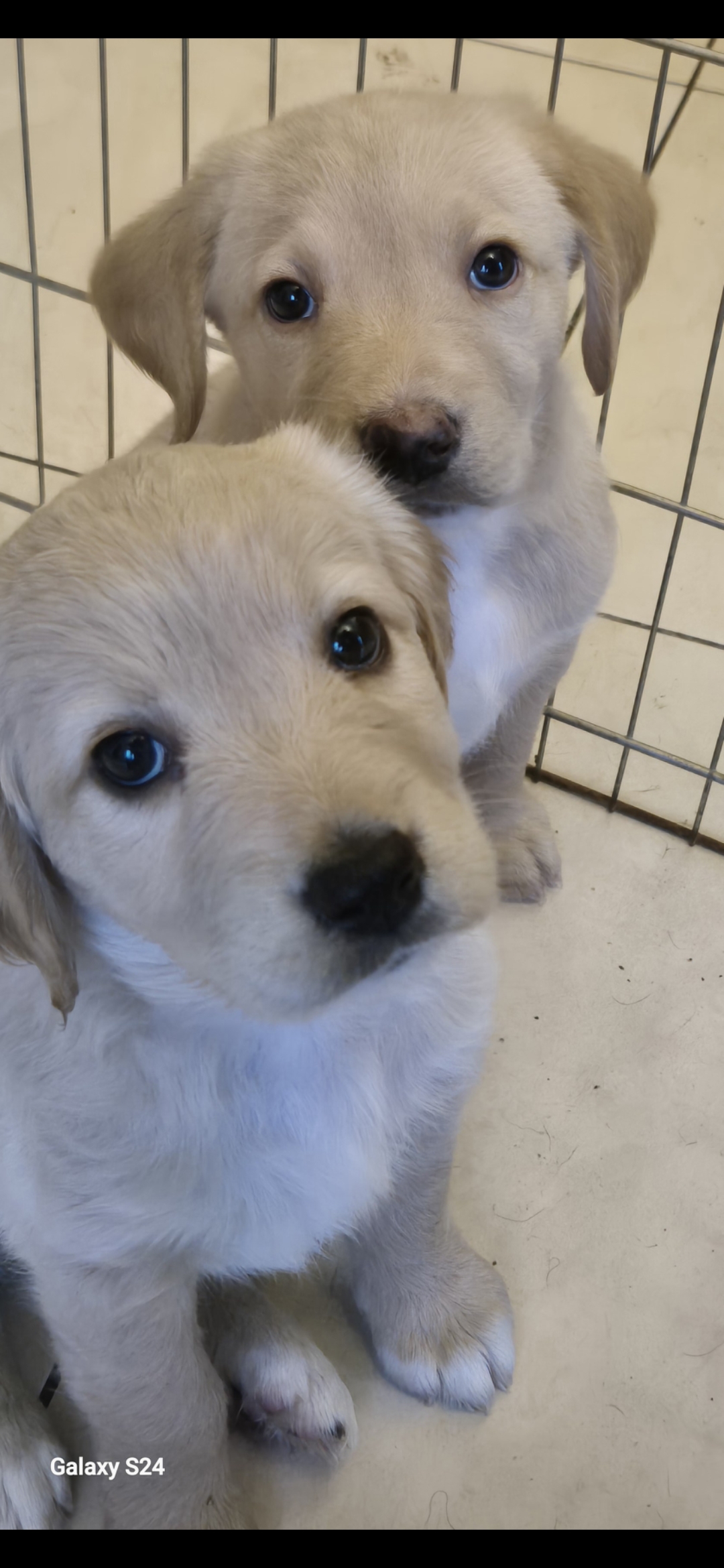 5 beautiful Labrador cross puppies - Wellbred